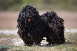 6 dogs with dreads (with pictures!) - DogsPlanet.com