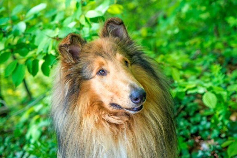 20 amazing sable dog breeds (with pictures!) - DogsPlanet.com