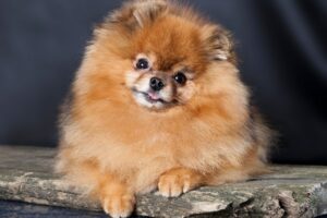 20 amazing sable dog breeds (with pictures!) - DogsPlanet.com