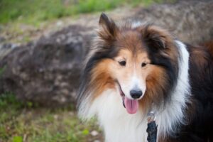 20 amazing sable dog breeds (with pictures!) - DogsPlanet.com