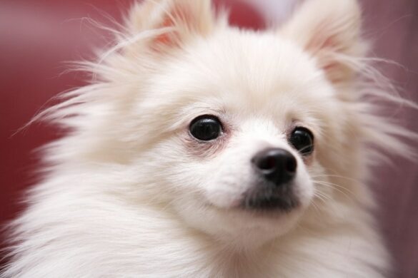 All the 25 Pomeranian colors explained - DogsPlanet.com