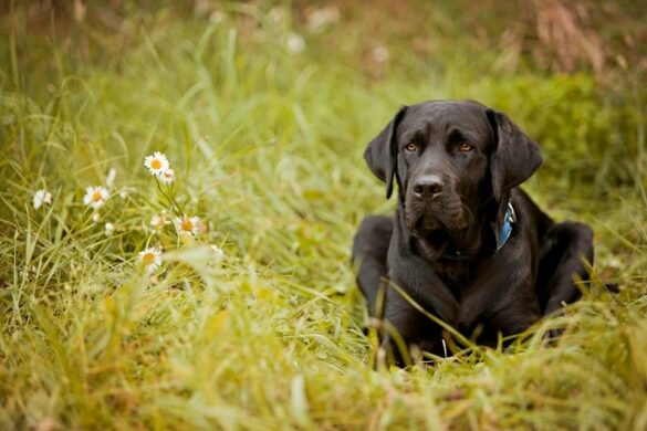 21 Beautiful Black Dog Breeds (With Pictures!) - DogsPlanet.com
