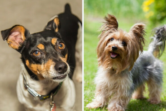 Torkie: everything about this mixed breed - DogsPlanet.com