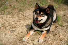 All the Shiba Inu colors explained (with pictures!) - DogsPlanet.com