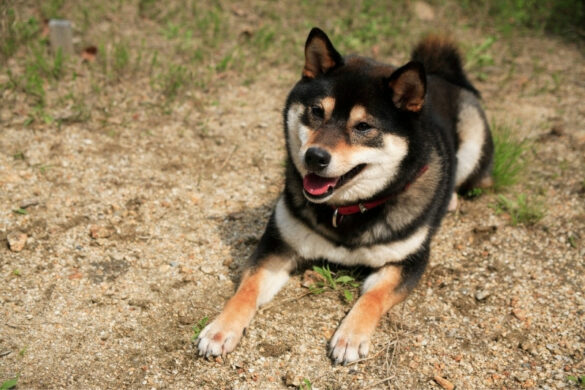 All the Shiba Inu colors explained (with pictures!) - DogsPlanet.com