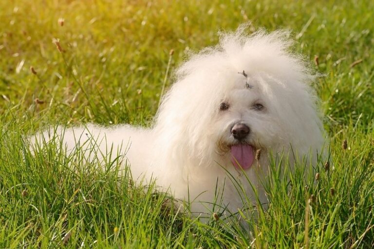 20 Beautiful White Dog Breeds (With Pictures!) - DogsPlanet.com