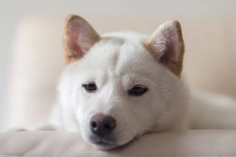 All the Shiba Inu colors explained (with pictures!) - DogsPlanet.com