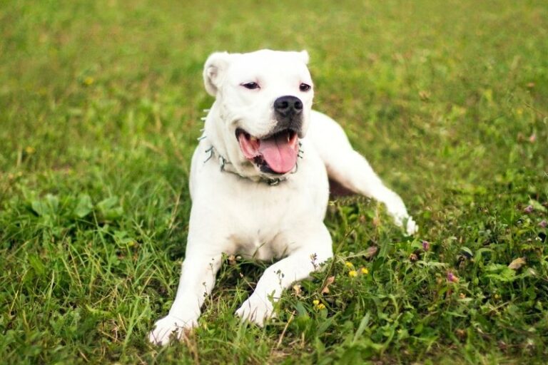20 Beautiful White Dog Breeds (With Pictures!) - DogsPlanet.com