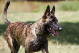 11 Dutch Dog Breeds (With Pictures!) - DogsPlanet.com