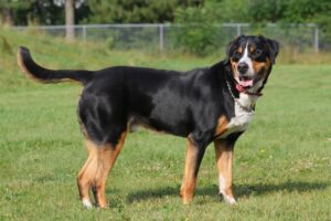 11 Swiss Dog Breeds (With Pictures!) - DogsPlanet.com