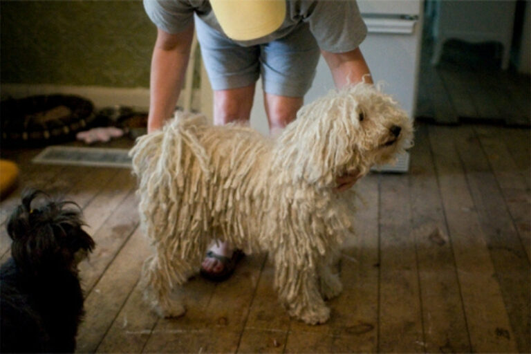 6 perros con rastas (¡con fotos!) - DogsPlanet.com
