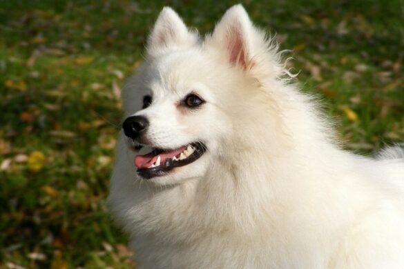 20 Beautiful White Dog Breeds (With Pictures!) - DogsPlanet.com