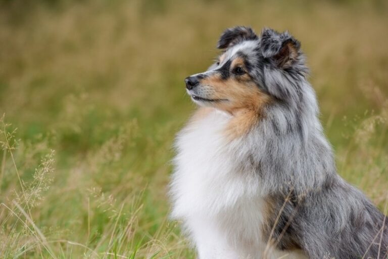 19 beautiful merle dog breeds you'll love! - DogsPlanet.com