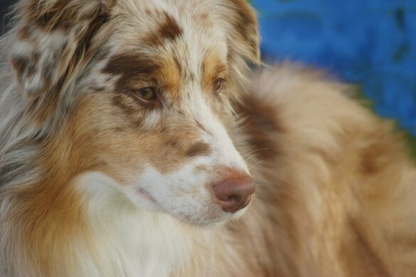 19 beautiful merle dog breeds you'll love! - DogsPlanet.com