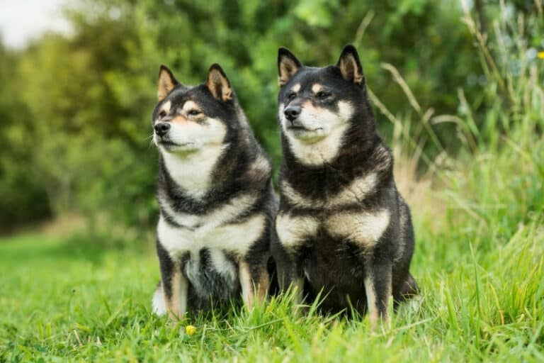 All the Shiba Inu colors explained (with pictures!) - DogsPlanet.com
