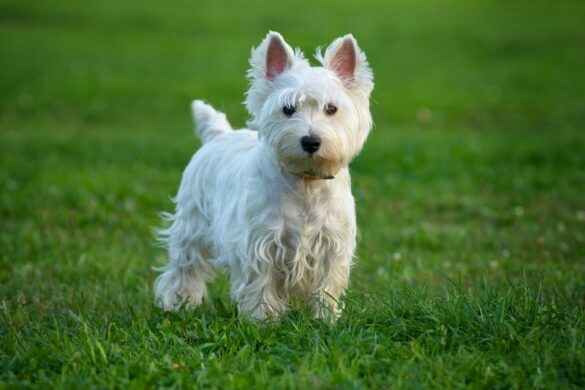 20 Beautiful White Dog Breeds (With Pictures!) - DogsPlanet.com