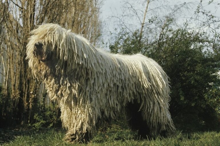 6 perros con rastas (¡con fotos!) - DogsPlanet.com