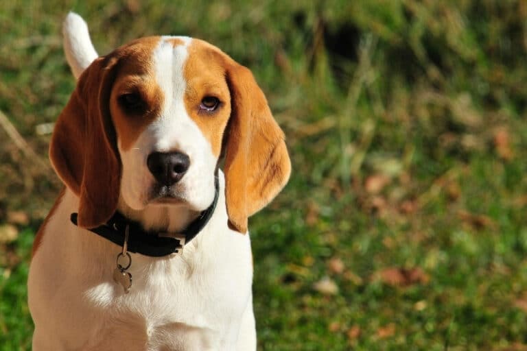 25 Beagle Colors (With Pictures!) - DogsPlanet.com