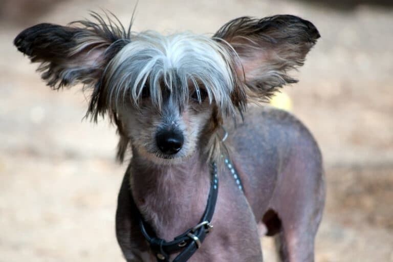 30 small dog breeds (with pictures!) - DogsPlanet.com