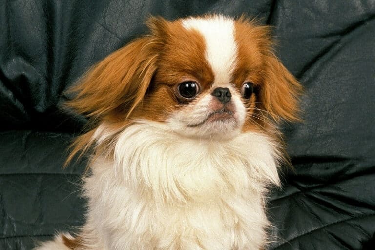 30 small dog breeds (with pictures!) - DogsPlanet.com