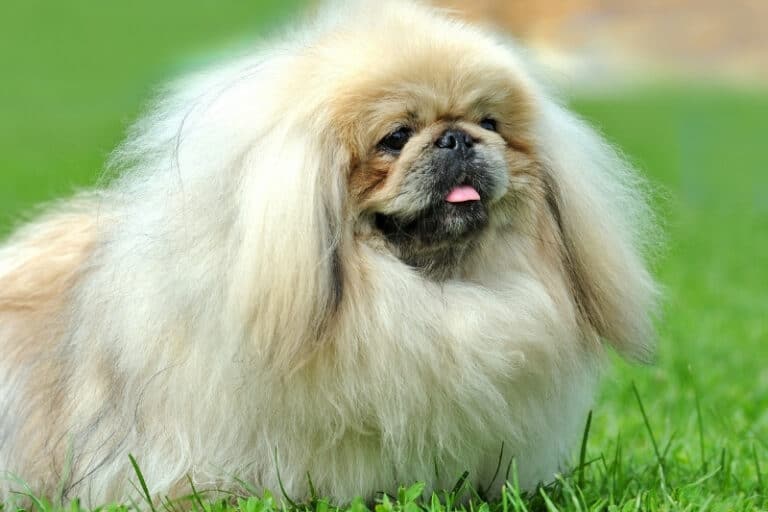 15 Dogs That Look Like Mops (With Pictures!) - DogsPlanet.com