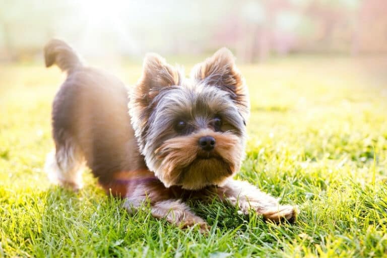 30 small dog breeds (with pictures!) - DogsPlanet.com