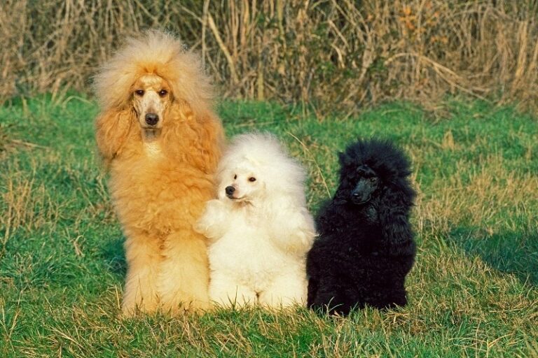 The 5 types and sizes of poodles (with photos!) - DogsPlanet.com