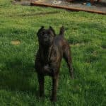 All the Cane Corso colors explained (with pictures!) - DogsPlanet.com