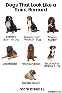 13 Dogs That Look Like St Bernards (With Pictures!) - DogsPlanet.com