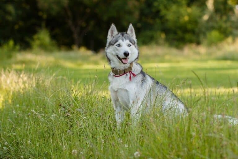 110 nombres para perros Husky machos y hembras - DogsPlanet.com
