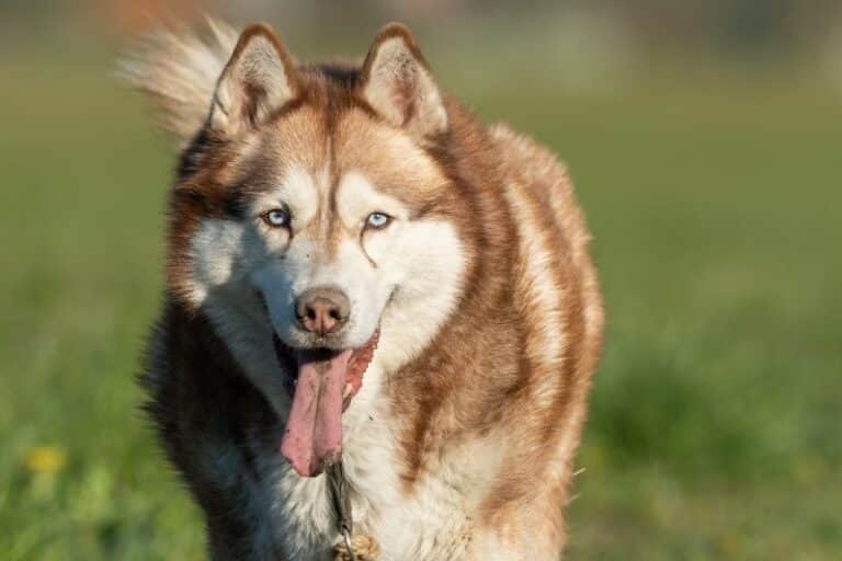 110 nombres para perros Husky machos y hembras - DogsPlanet.com