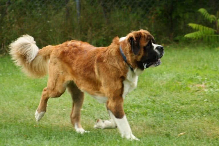 13 Dogs That Look Like St Bernards (With Pictures!) - DogsPlanet.com