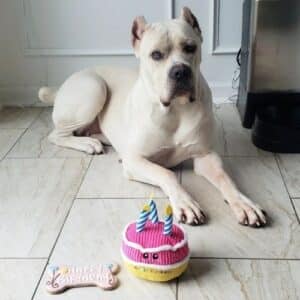 All the Cane Corso colors explained (with pictures!) - DogsPlanet.com