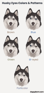 All the Siberian Husky Eye Colors Explained (With Pictures ...