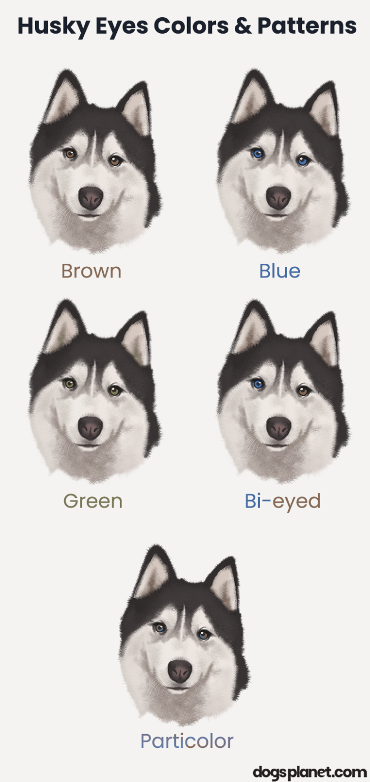 All the Siberian Husky Eye Colors Explained (With Pictures!) - DogsPlanet.com
