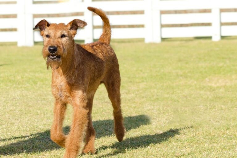 20 Razas de Perros Terrier (¡Con Fotos!) - DogsPlanet.com