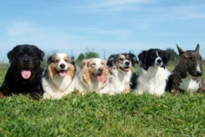 20 Beautiful Dog Colors and Patterns (With Pictures!) - DogsPlanet.com