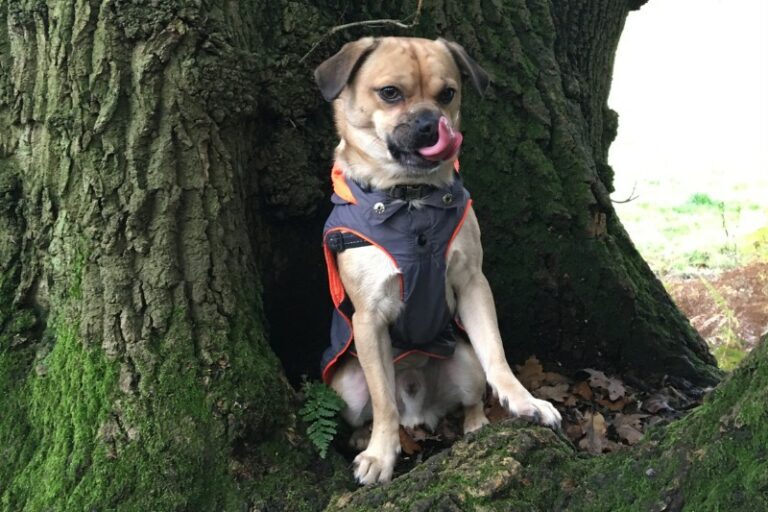 300+ Orange Dog Names For Your Pup - DogsPlanet.com