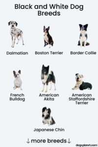 25 Black and White Dog Breeds (With Pictures!) - DogsPlanet.com