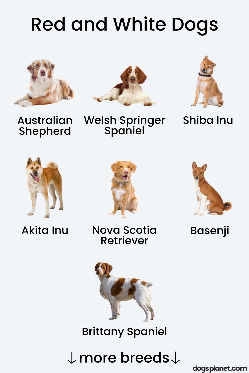 15 Beautiful Red and White Dogs (With Pictures!) - DogsPlanet.com