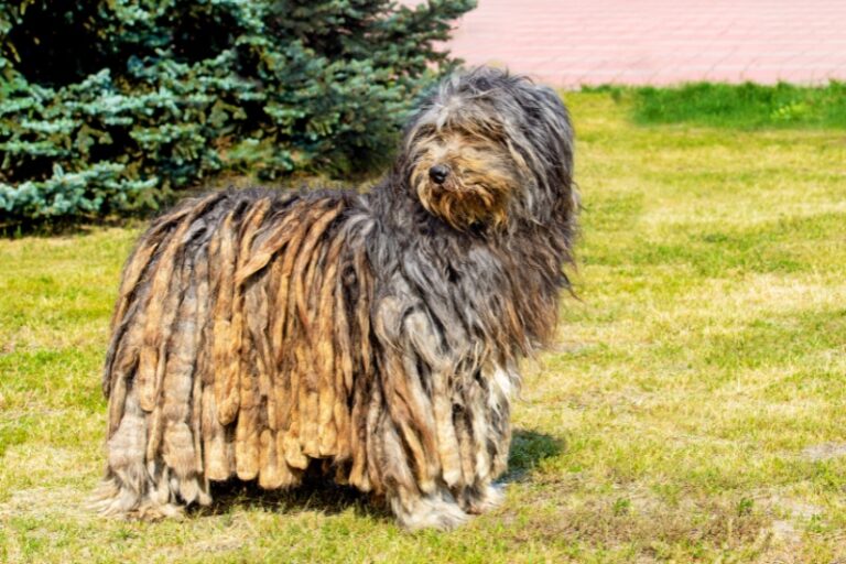 17 Weird, Strange and Funny-Looking Dog Breeds - DogsPlanet.com