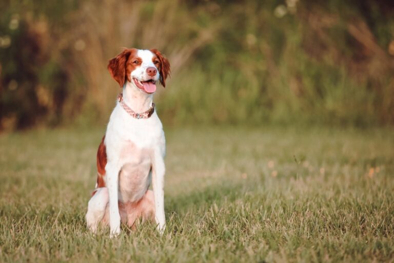 15 Beautiful Red and White Dogs (With Pictures!) - DogsPlanet.com