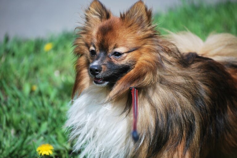 15 Dogs That Look Like Rats (With Pictures!) - DogsPlanet.com