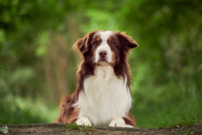 15 Beautiful Red and White Dogs (With Pictures!) - DogsPlanet.com