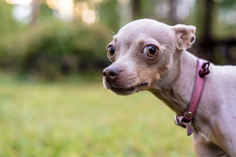 15 Dogs That Look Like Rats (With Pictures!) - DogsPlanet.com