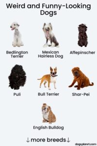 17 Weird, Strange and Funny-Looking Dog Breeds - DogsPlanet.com