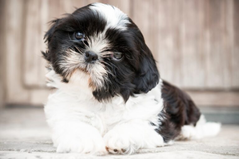 All The Shih Tzu Colors Explained (With Pictures!) - DogsPlanet.com