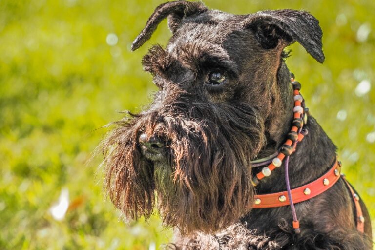 All the Miniature Schnauzer Colors (With Pictures!) - DogsPlanet.com