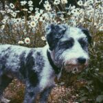 All the Miniature Schnauzer Colors (With Pictures!) - DogsPlanet.com
