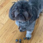 All The Shih Tzu Colors Explained (With Pictures!) - DogsPlanet.com